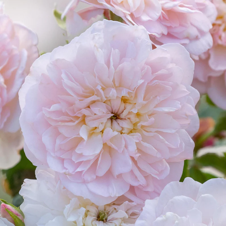 Our 2024 David Austin Rose Selection - Churchill's Garden Center